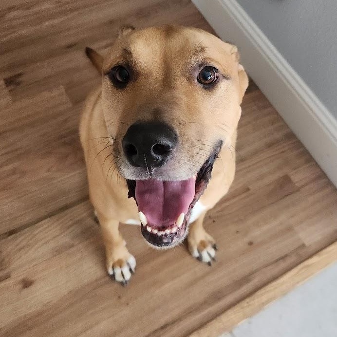 Dog for adoption - Boomer, a Labrador Retriever Mix in Spokane, WA ...