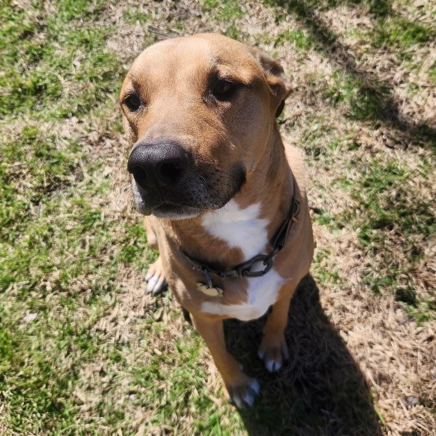 Dog for adoption - Boomer, a Labrador Retriever Mix in Spokane, WA ...