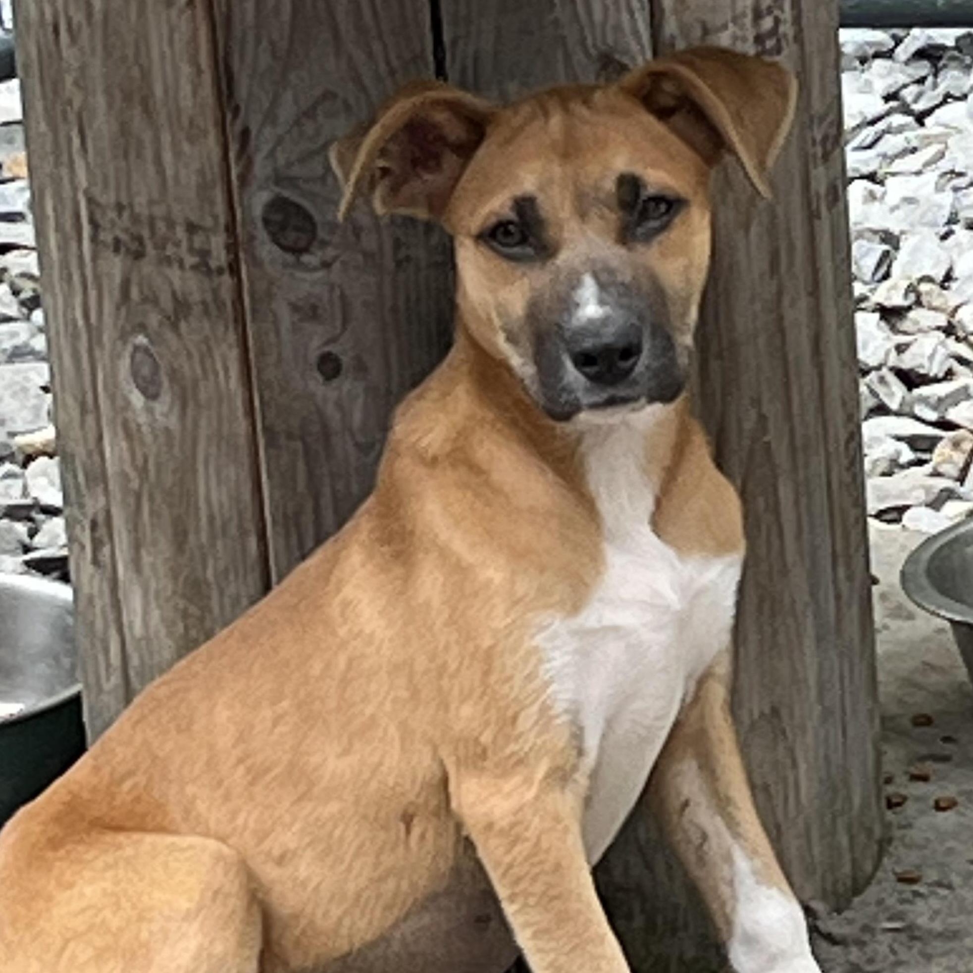Dog for adoption - Topanga, a Pit Bull Terrier Mix in Portland, ME ...