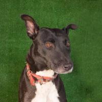 Dog for adoption - Becca, a Staffordshire Bull Terrier & Labrador ...