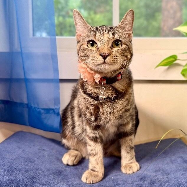 Cat for adoption - Brooklyn New York, a Domestic Short Hair Mix in ...