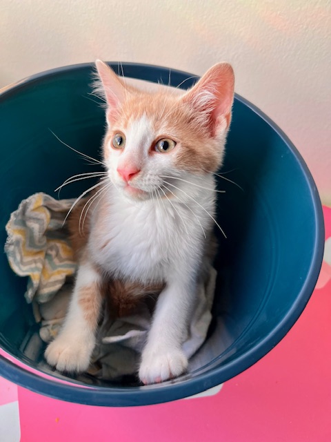 Hart Animal Rescue - Available Animals