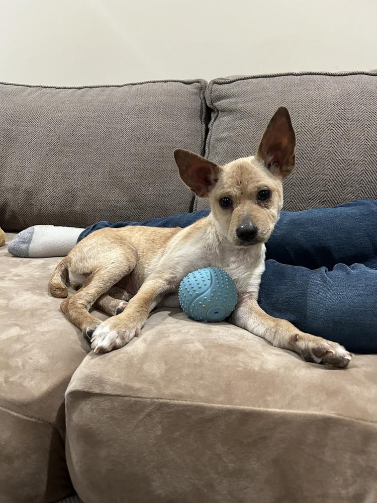 Dog for adoption - Maple (Autumn's Puppy), a Chihuahua & Labrador Retriever Mix in East Haven ...