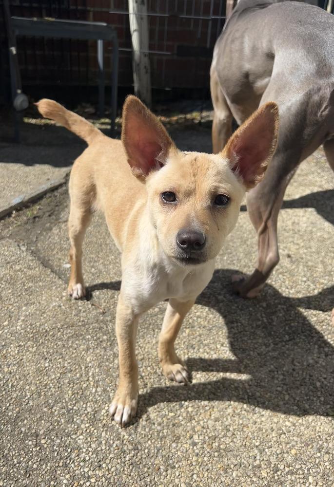 Dog for adoption - Maple (Autumn's Puppy), a Chihuahua & Labrador Retriever Mix in East Haven ...
