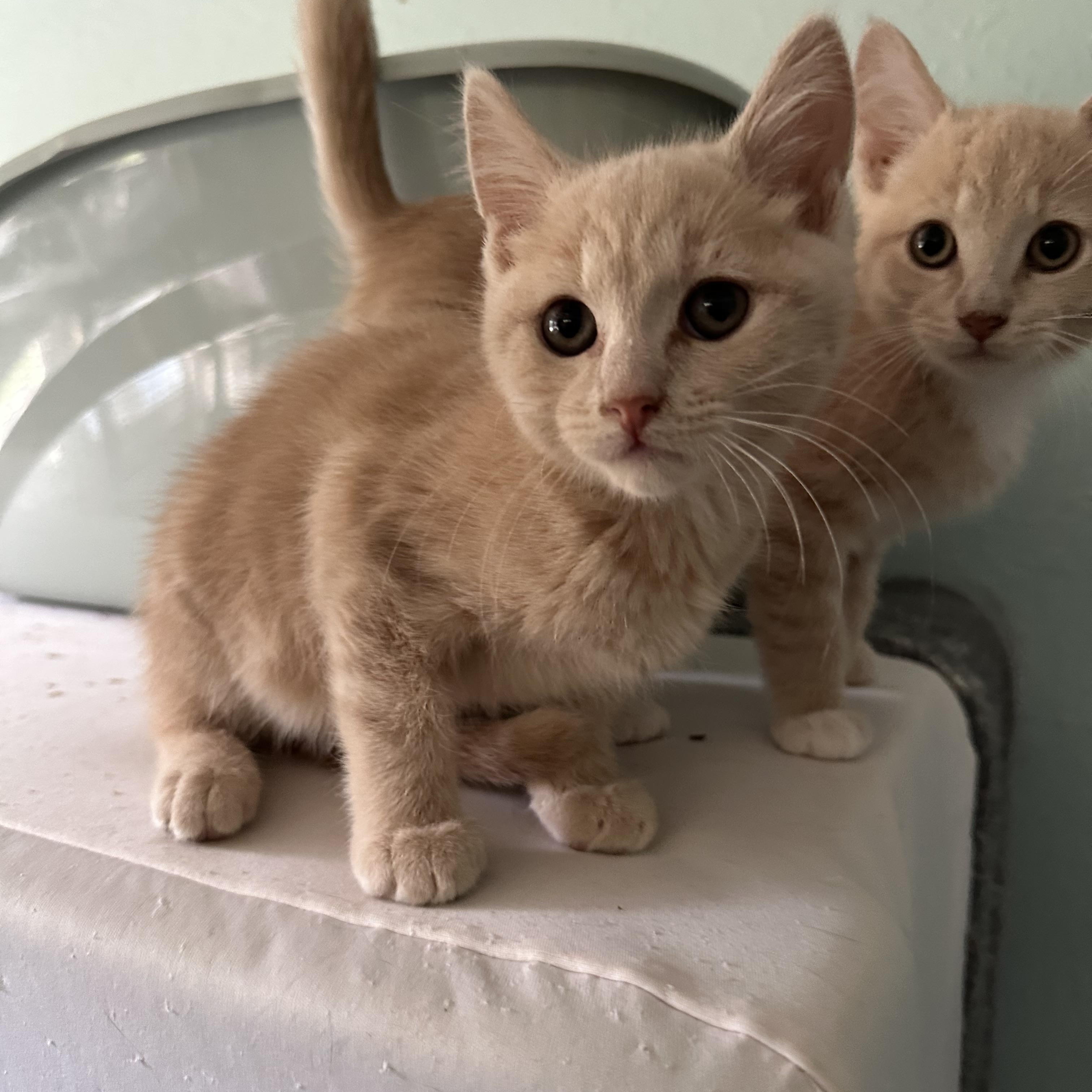 Cat for adoption - JACK & JOKER, a Domestic Short Hair in Bangor, ME ...