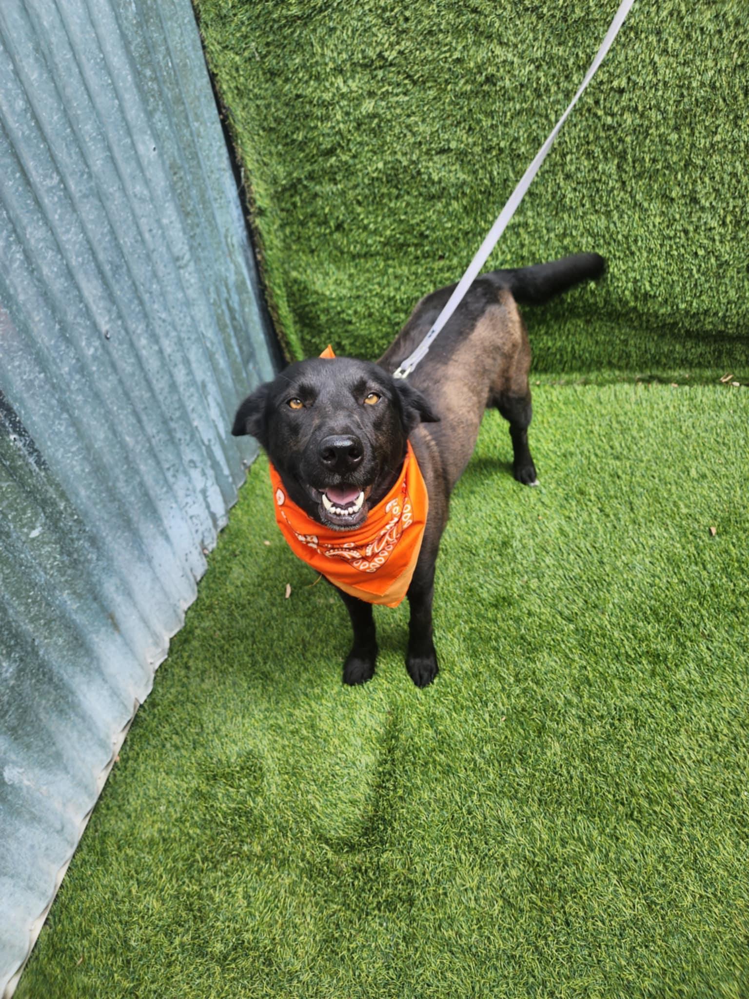 Dog for adoption - Mercy, a Labrador Retriever Mix in Seattle, WA ...