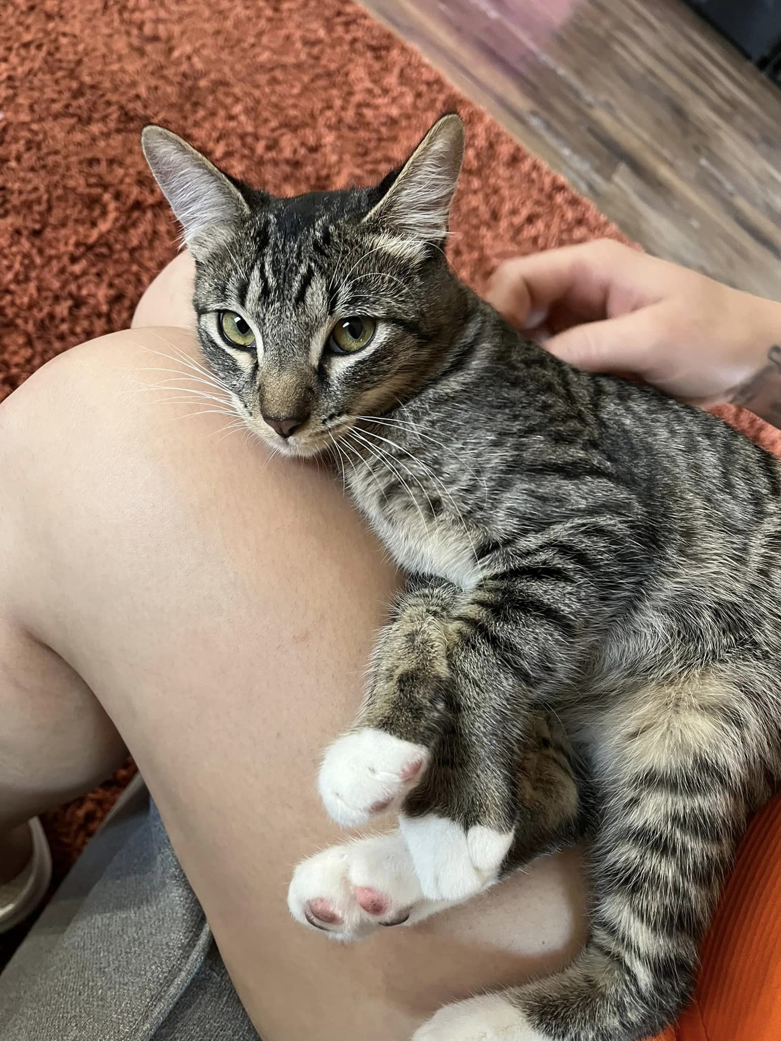 Cat for adoption - *Mittens (Bonded Pair with Jett), a Domestic Short Hair in Queen Creek, AZ ...