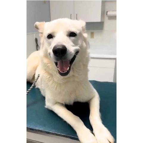 Dog for adoption - Walker, a Labrador Retriever & Shepherd Mix in ...