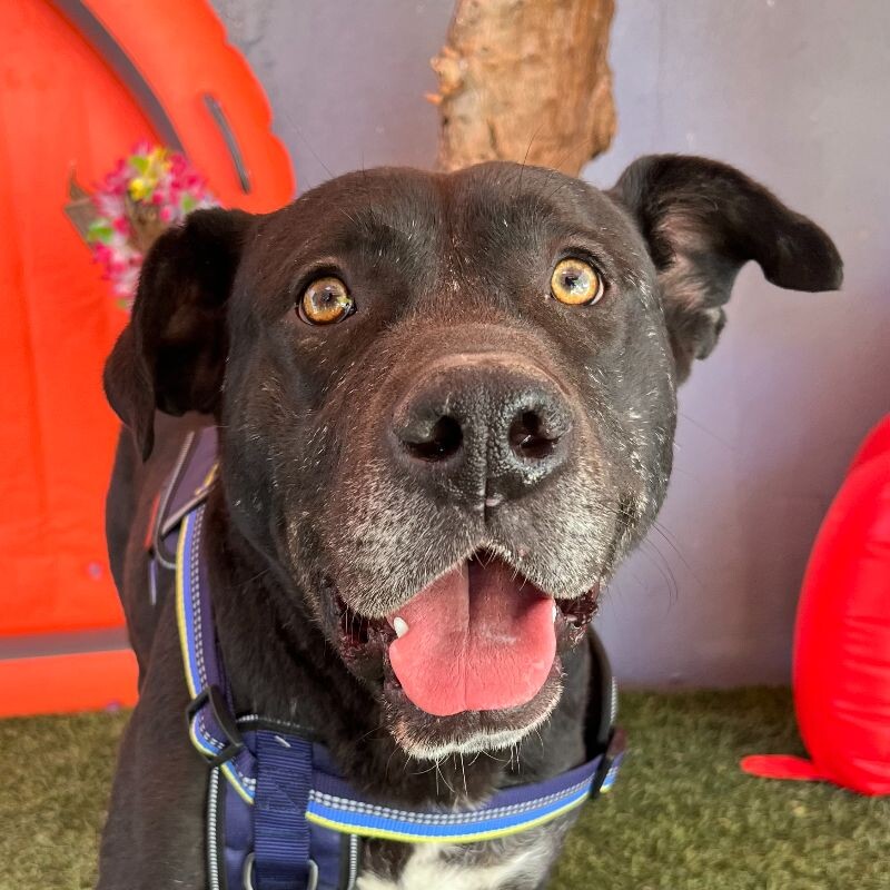 Dog for adoption - Panther, a Pit Bull Terrier & Labrador Retriever Mix ...