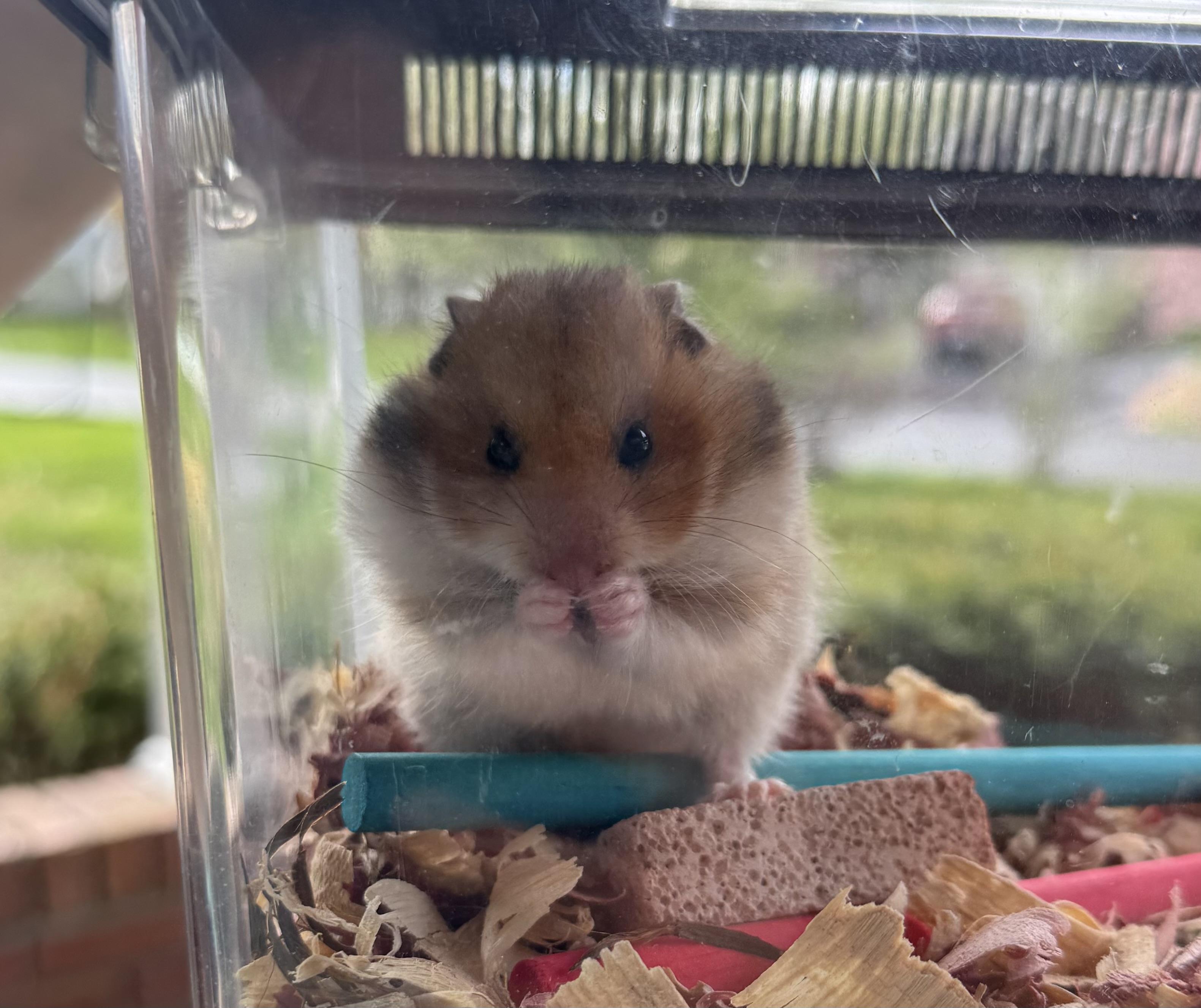Hamster for adoption - Dandy, a Hamster in ALBANY, NY | Petfinder