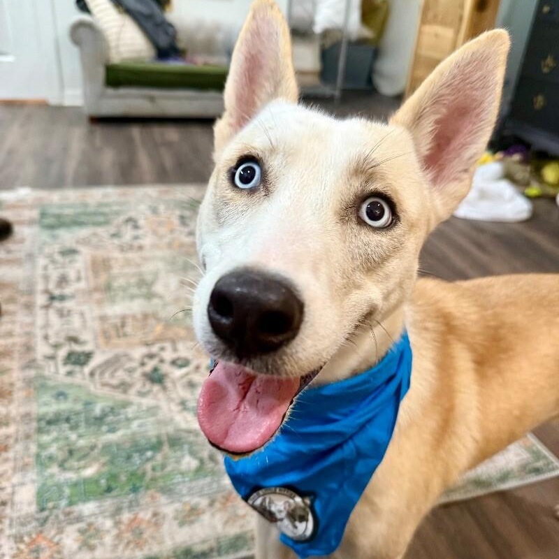Dog for adoption - Cash is superfast and fun!, a Husky & Siberian Husky ...