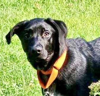 Dog for adoption - Cinnamon Spice, a Labrador Retriever & Black ...