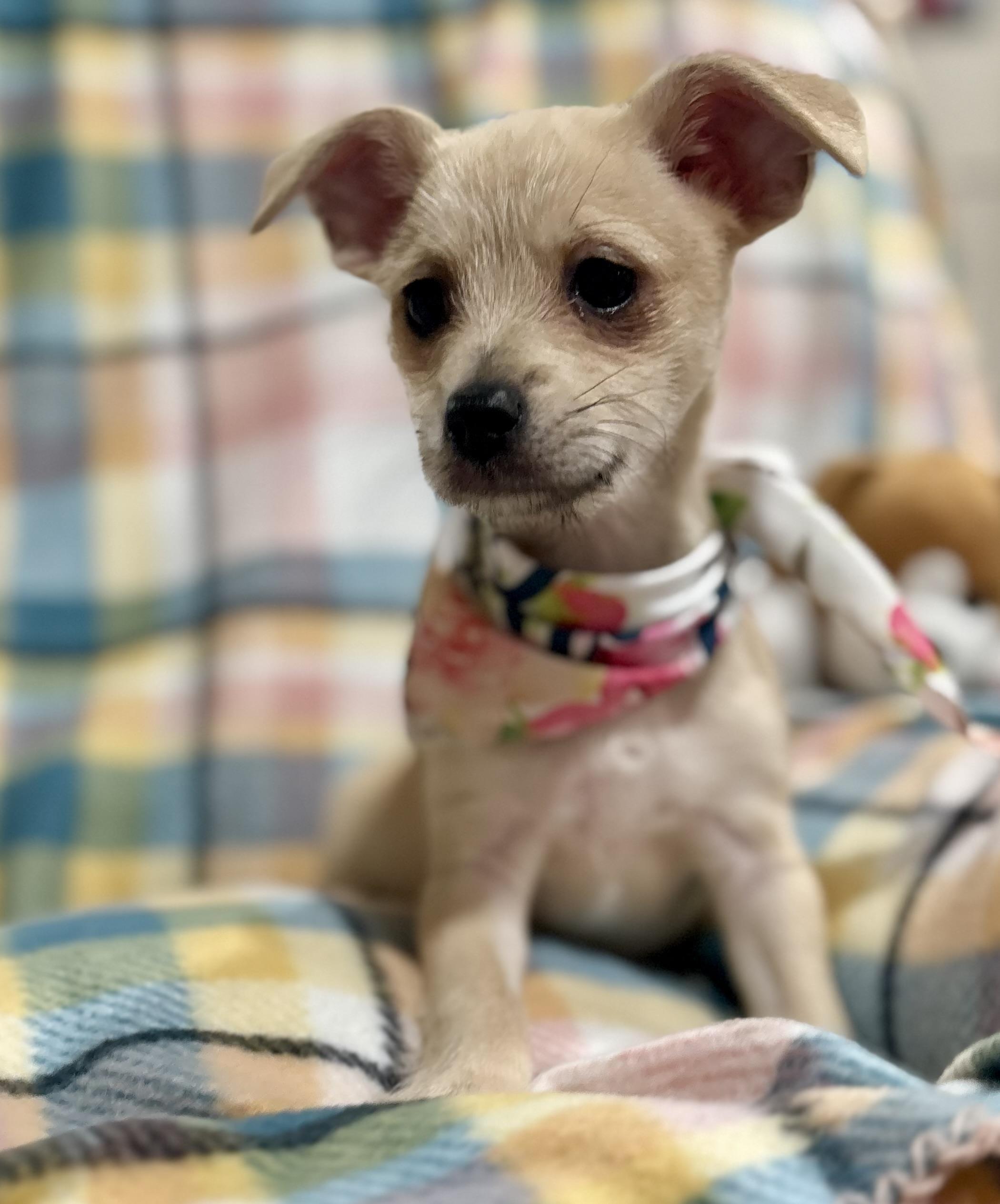 Dog for adoption - Mable, a Border Terrier & Chihuahua Mix in Foster ...