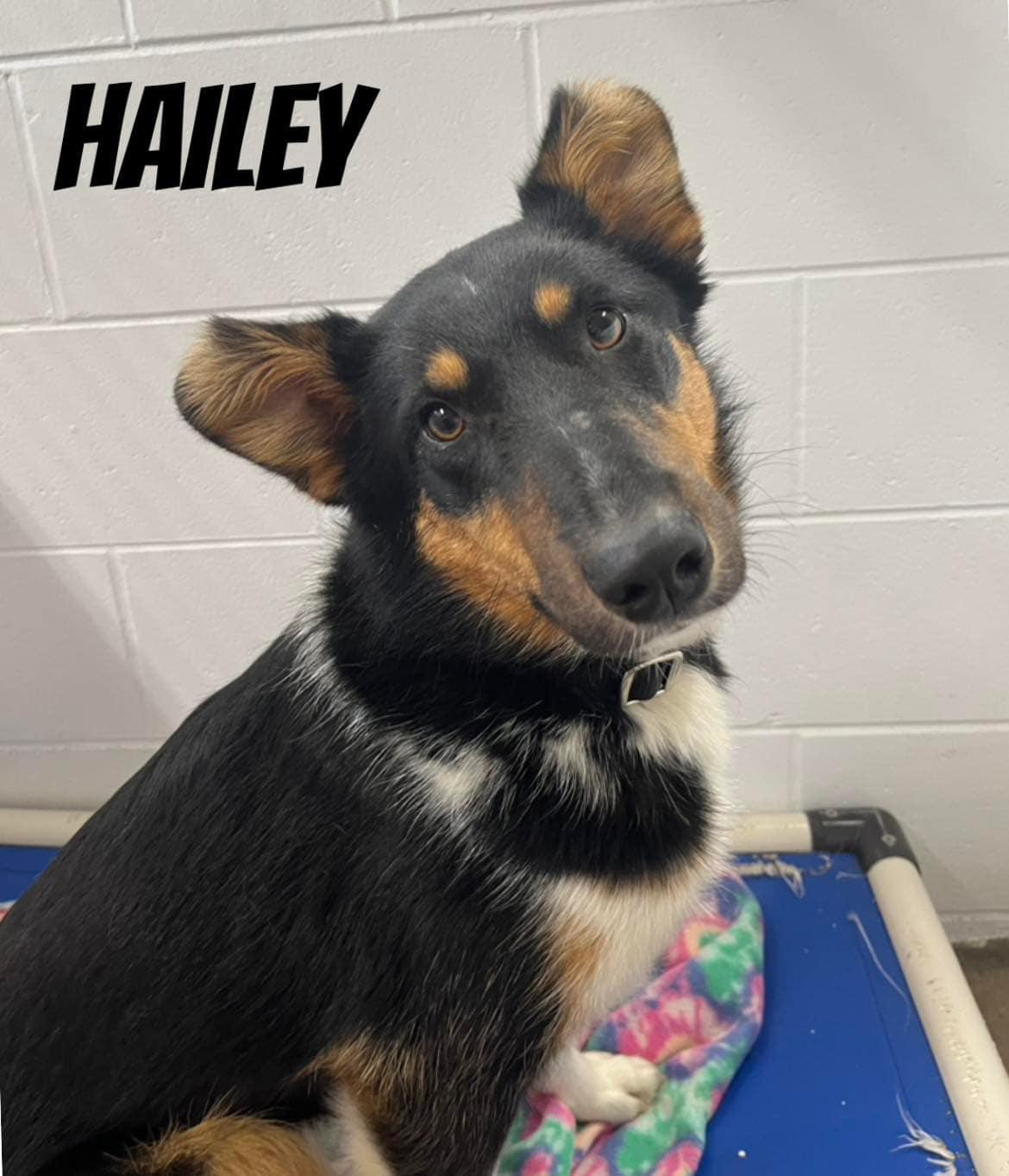 Dog for adoption - Hailey, an Australian Shepherd in Quincy, MI | Petfinder