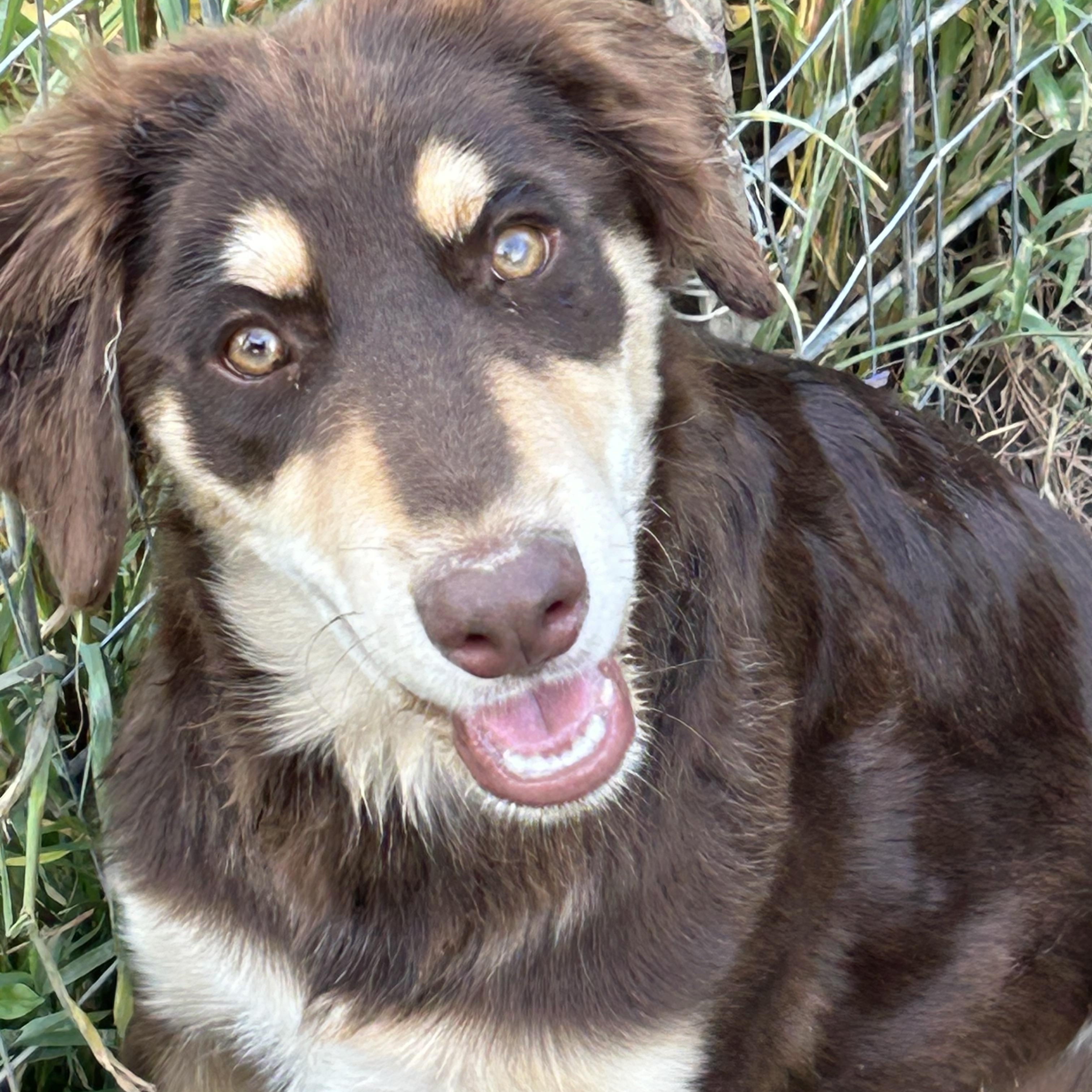 Dog for adoption - Jewel, an Australian Shepherd & Labradoodle Mix in ...