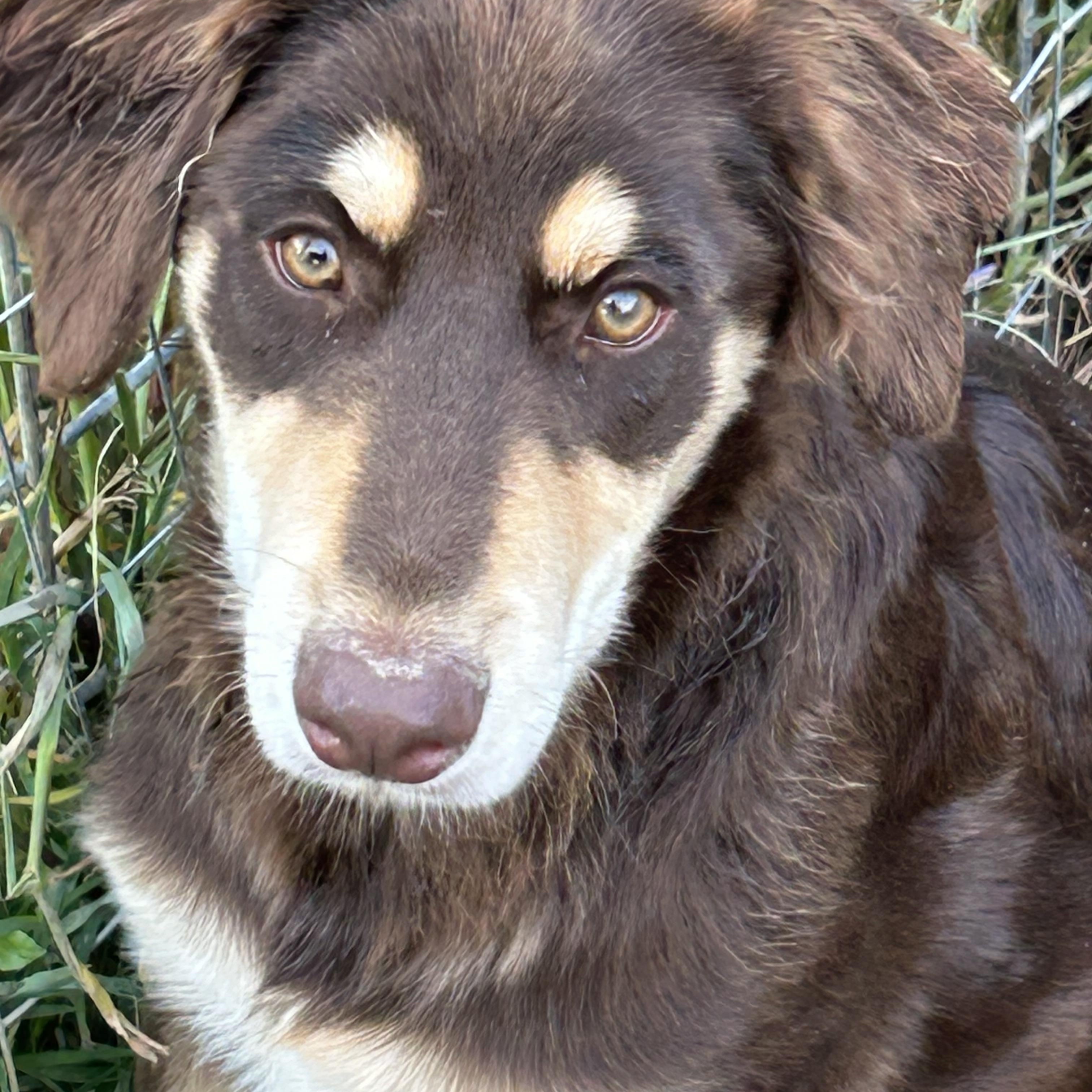Dog for adoption - Jewel, an Australian Shepherd & Labradoodle Mix in ...