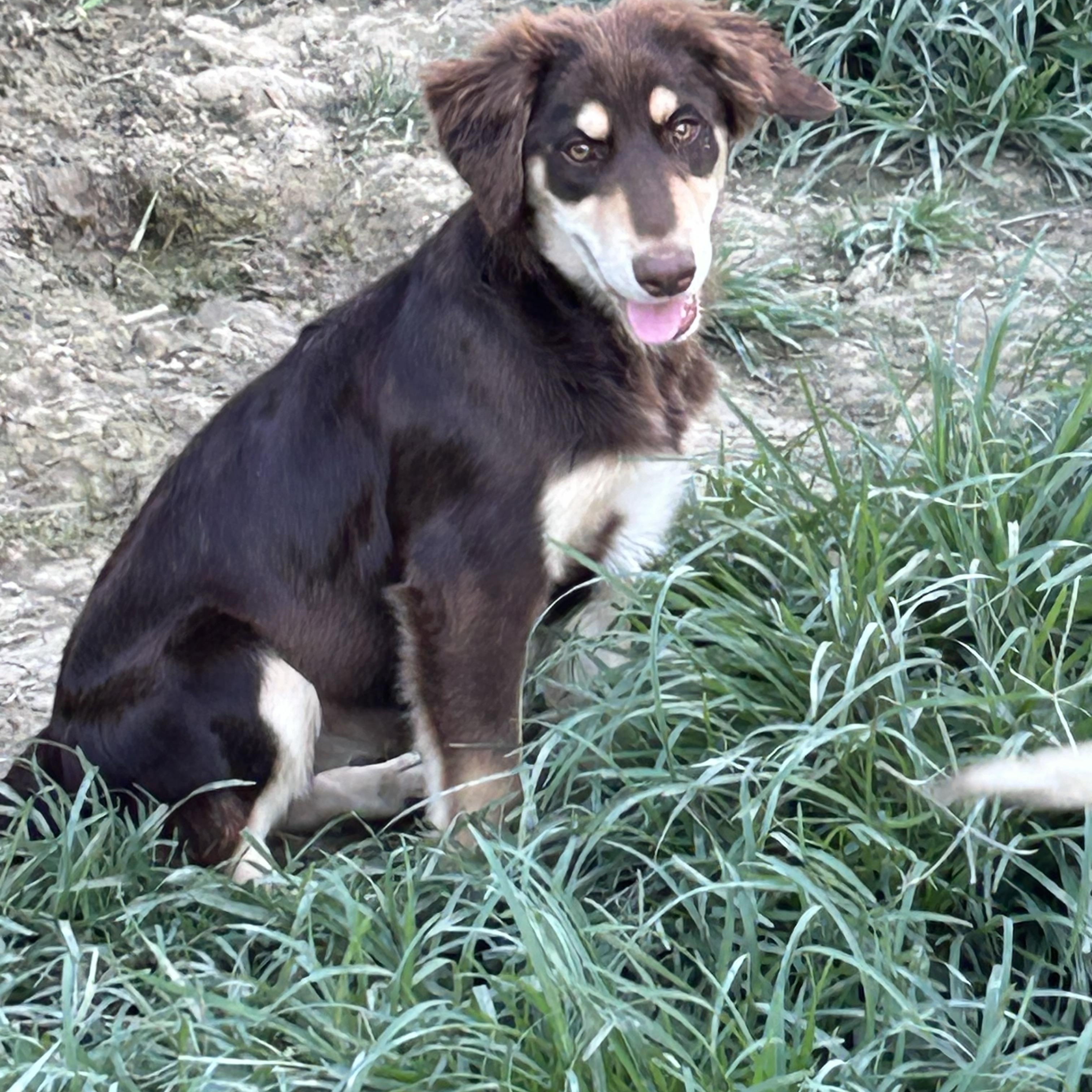 Dog for adoption - Jewel, an Australian Shepherd & Labradoodle Mix in ...