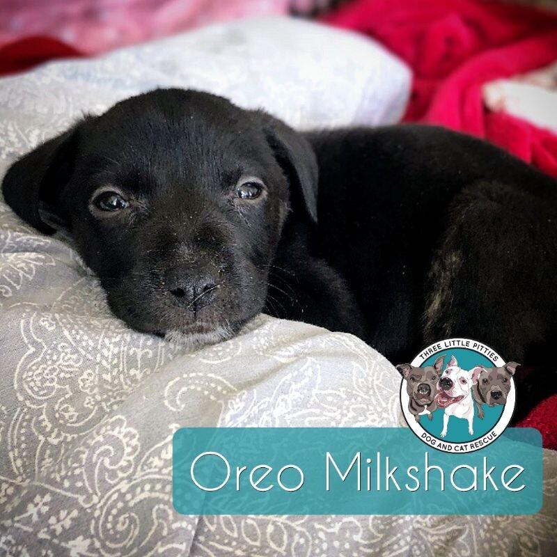 Dog for adoption - Oreo Cheesecake Milkshake, a Border Collie ...