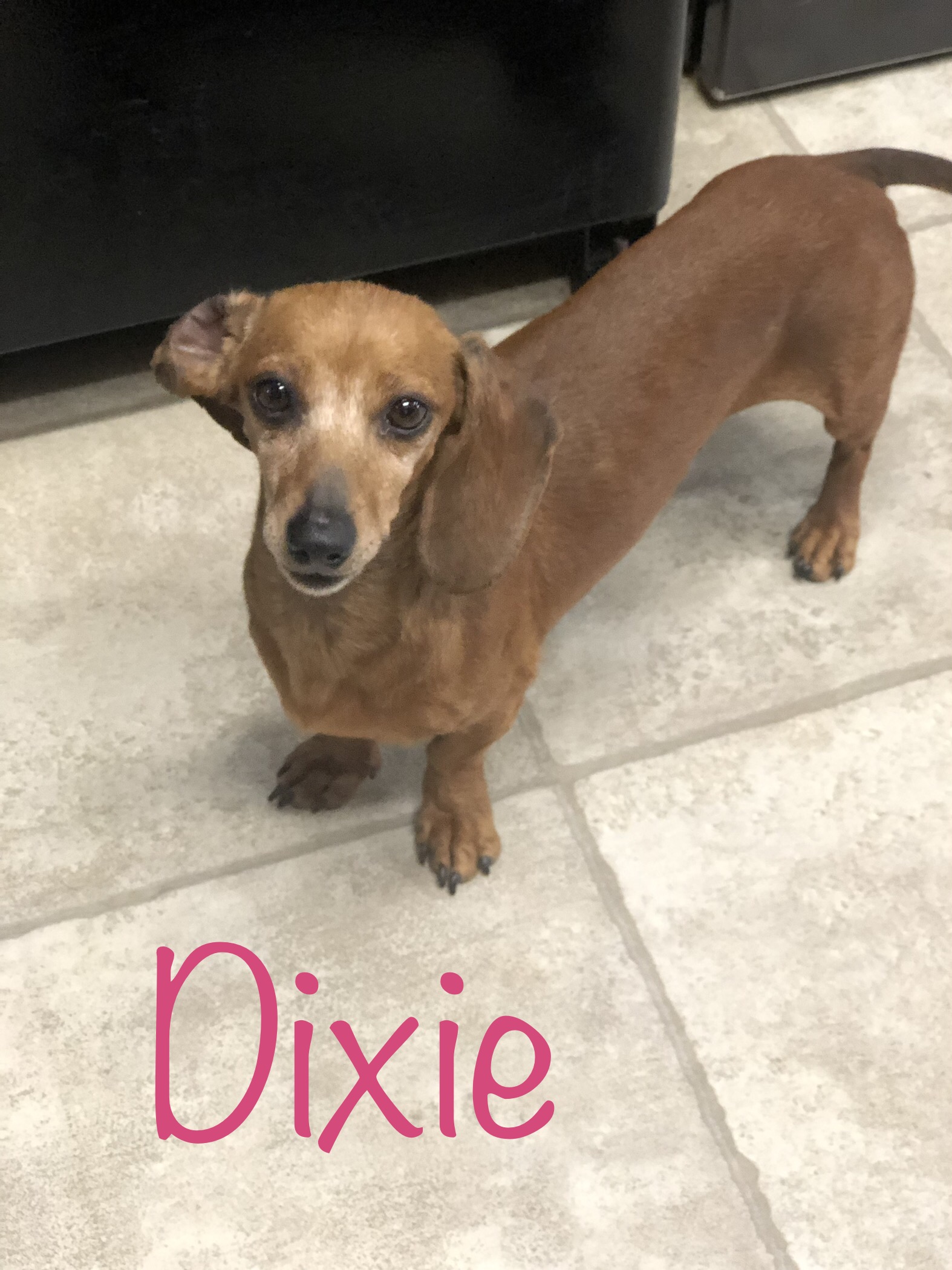 Dog for adoption - Dixie (sanctuary only), a Miniature Dachshund in ...