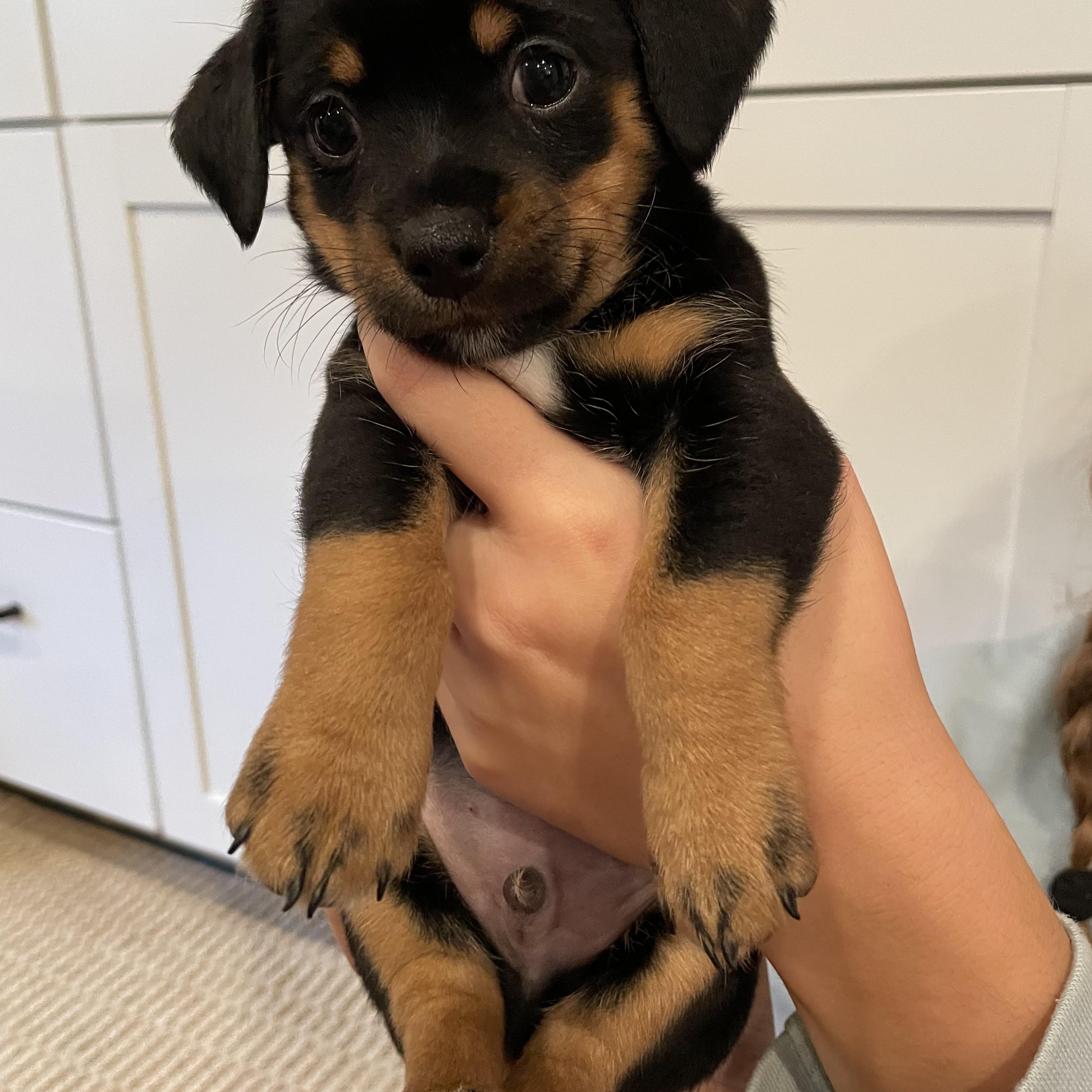 Dog for adoption - Sanger - The Heartbreakers!, a Chiweenie in ...
