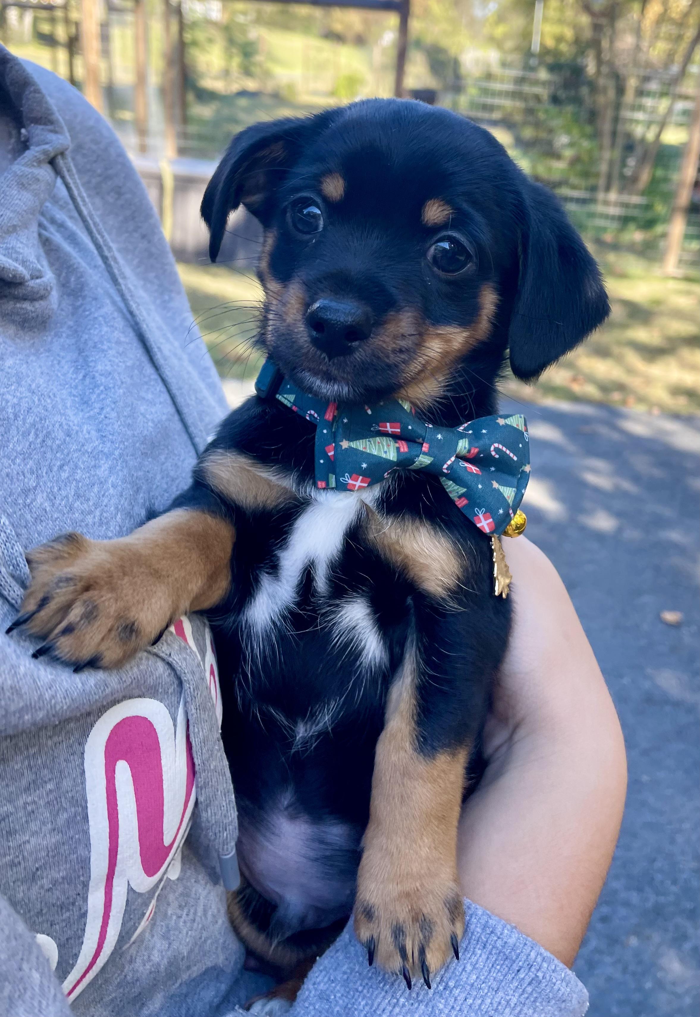 Dog for adoption - Sanger - The Heartbreakers!, a Chiweenie in ...