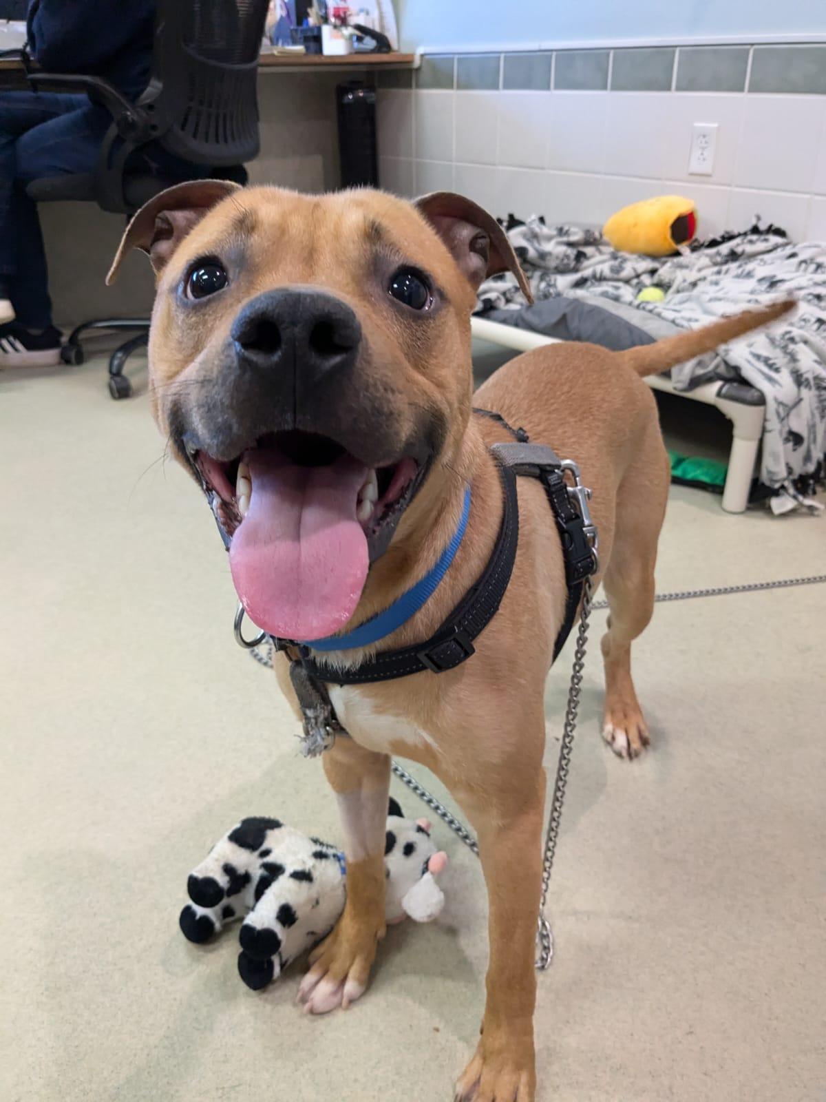 Dog for adoption - Arlo, a Pit Bull Terrier Mix in Renfrew, PA | Petfinder