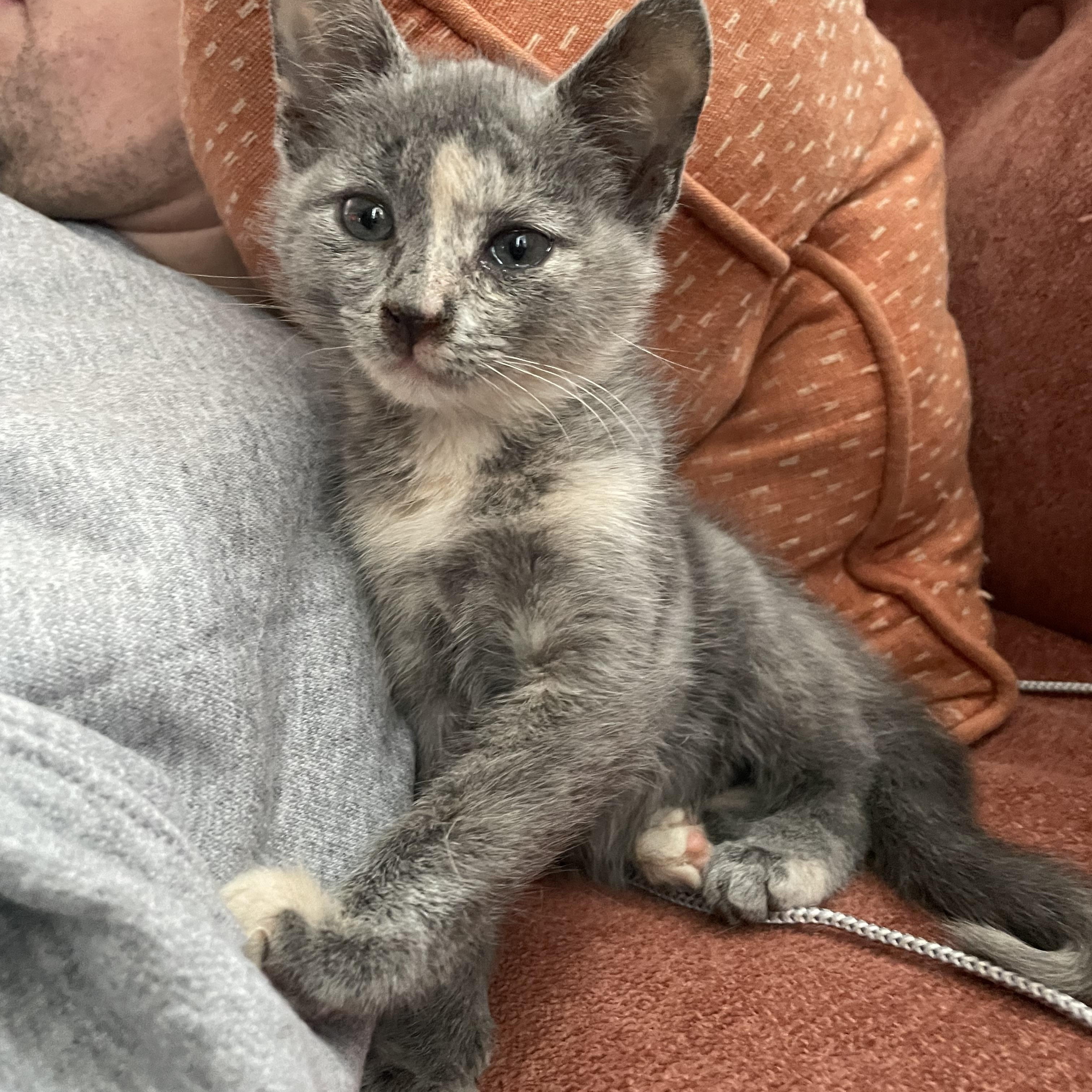 Cat for adoption - Boo, a Domestic Short Hair in Seneca, SC | Petfinder