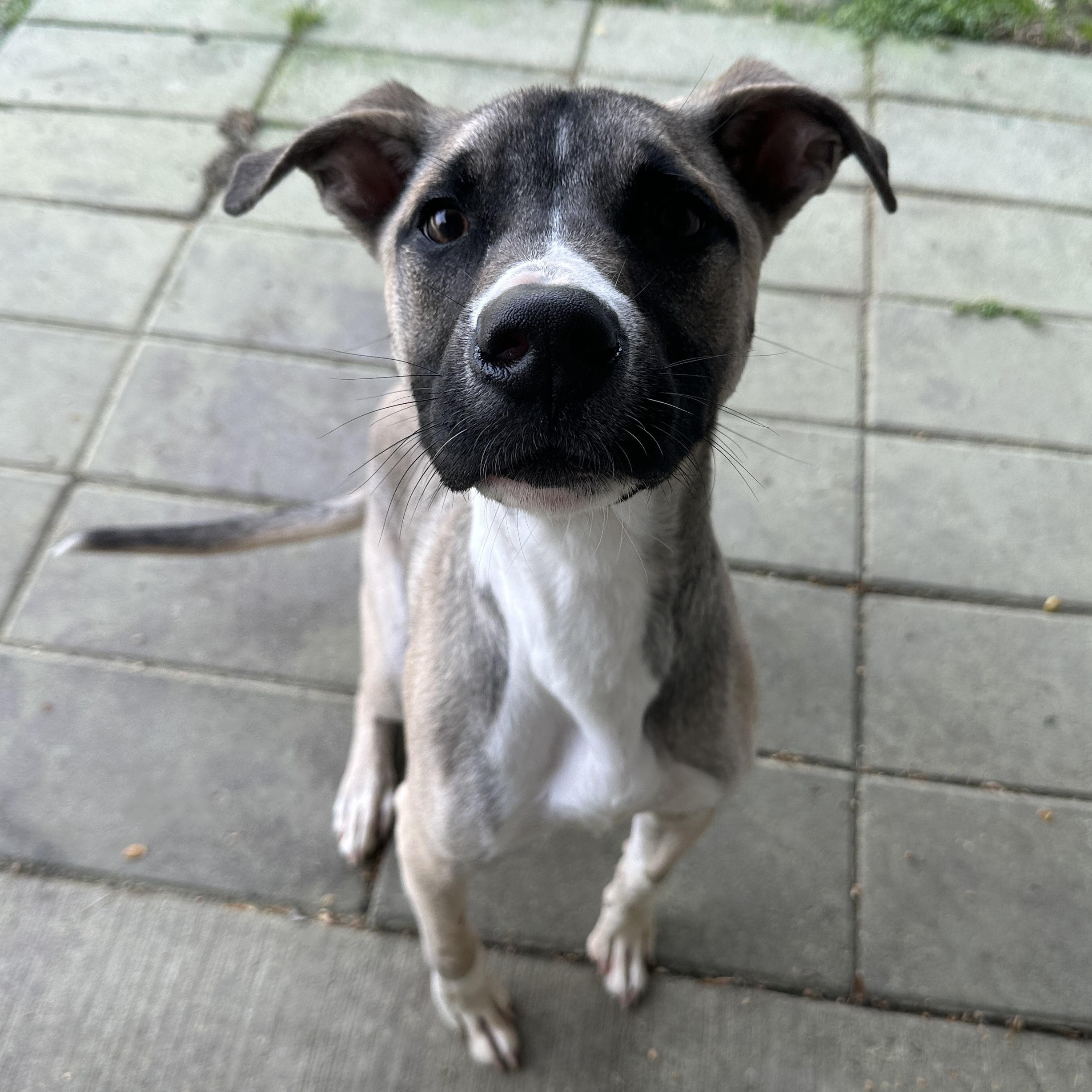 Dog for adoption - Maxx, a German Shepherd Dog Mix in Suffolk, VA ...