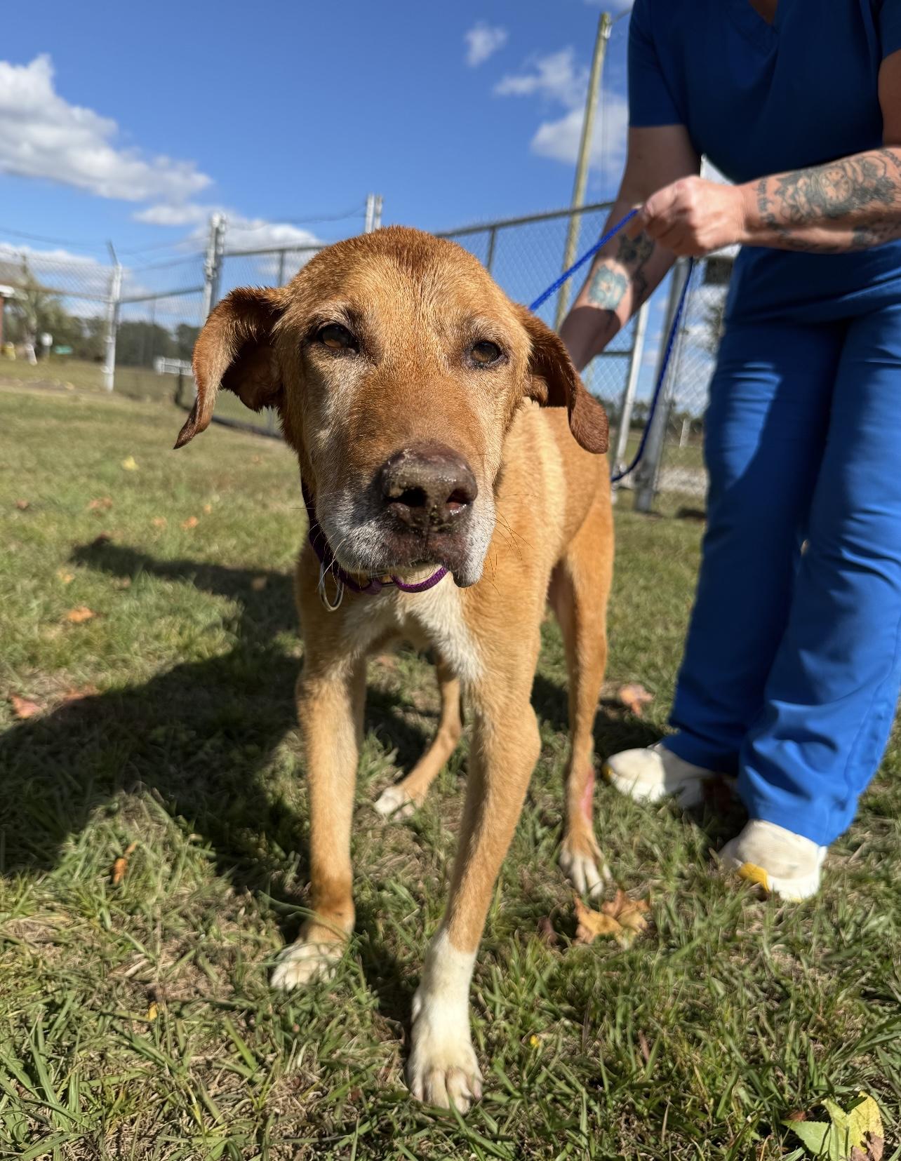 Dog for adoption - Meet Larry — The Gentle Soul Who’s Waited Long Enough, a Hound in Portsmouth ...