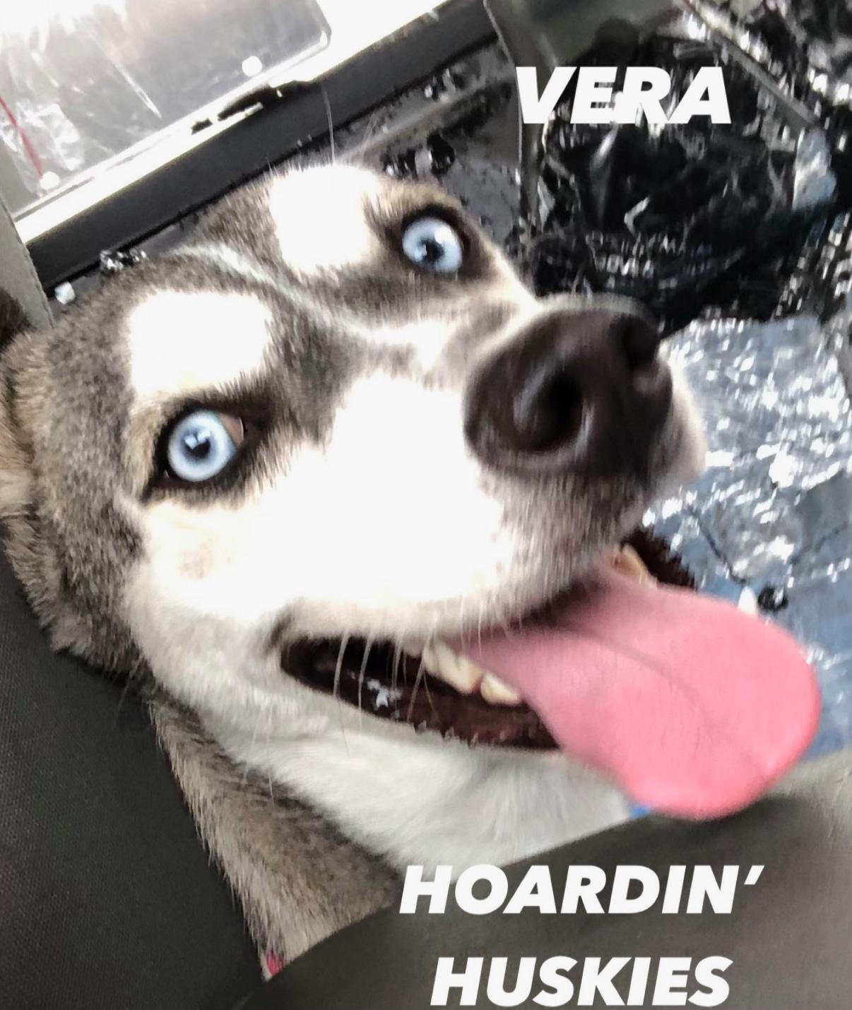 Dog for adoption - Vera, a Siberian Husky in Florence, KY | Petfinder