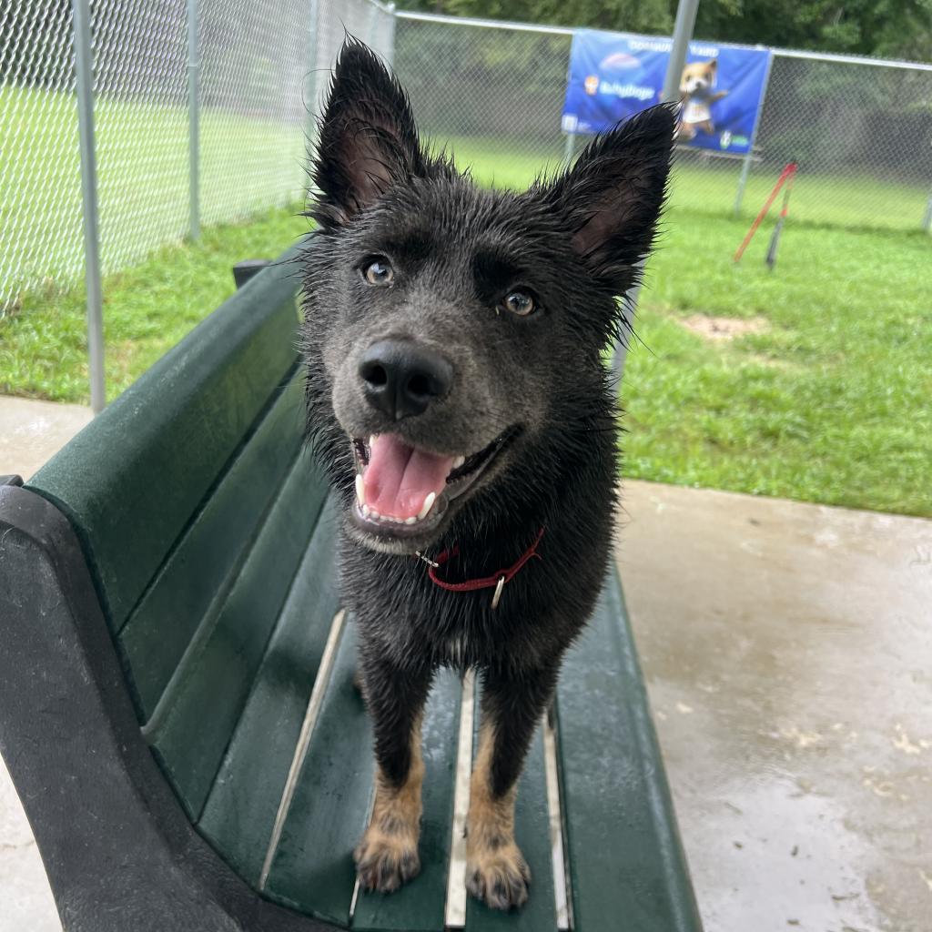 Dog for adoption - Emmy, a Shepherd Mix in Grand Rapids, MI | Petfinder