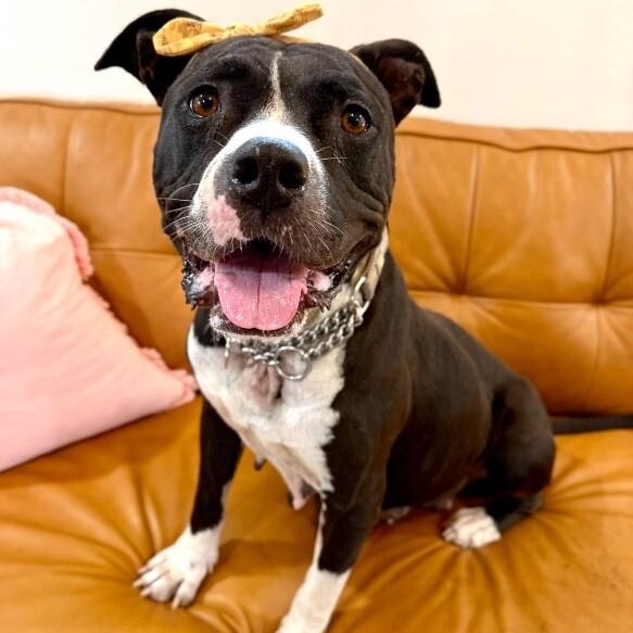 Dog for adoption - Zara Ann is Your New Best Friend!, a Pit Bull ...