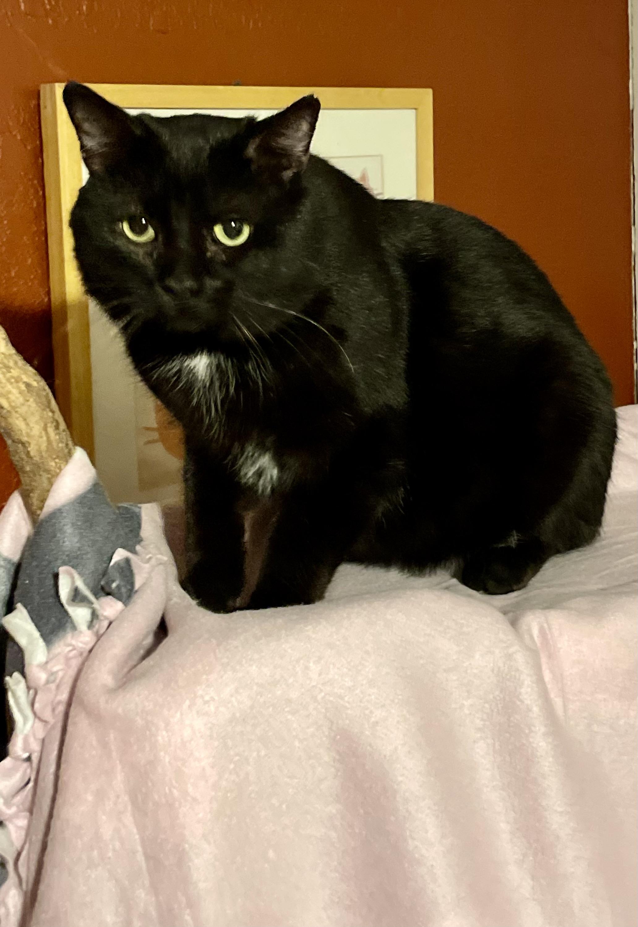 Available Cats - The A.R.K - Animal Recycling Kennel