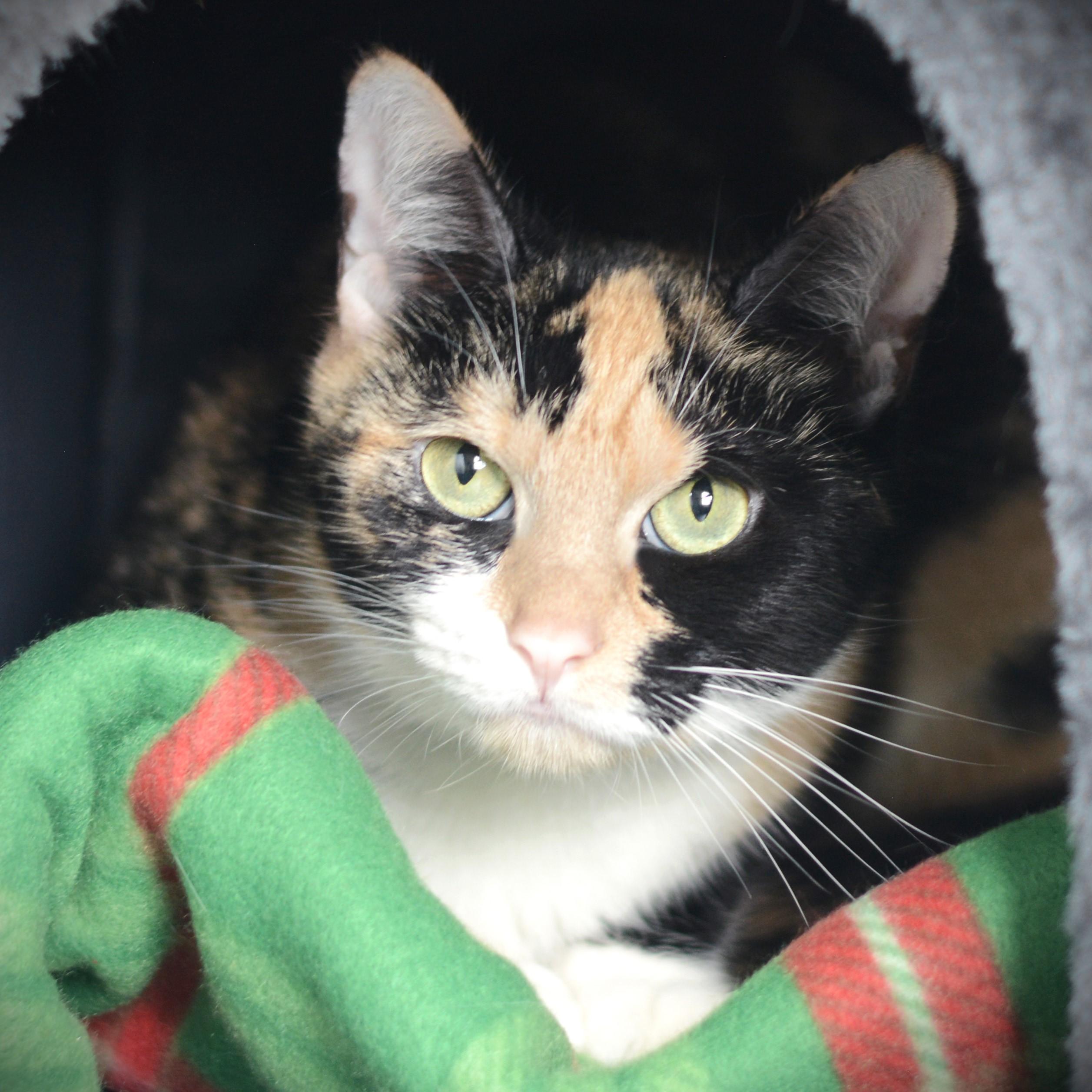 Cat for adoption - Jinx, a Domestic Short Hair in Amsterdam, NY | Petfinder