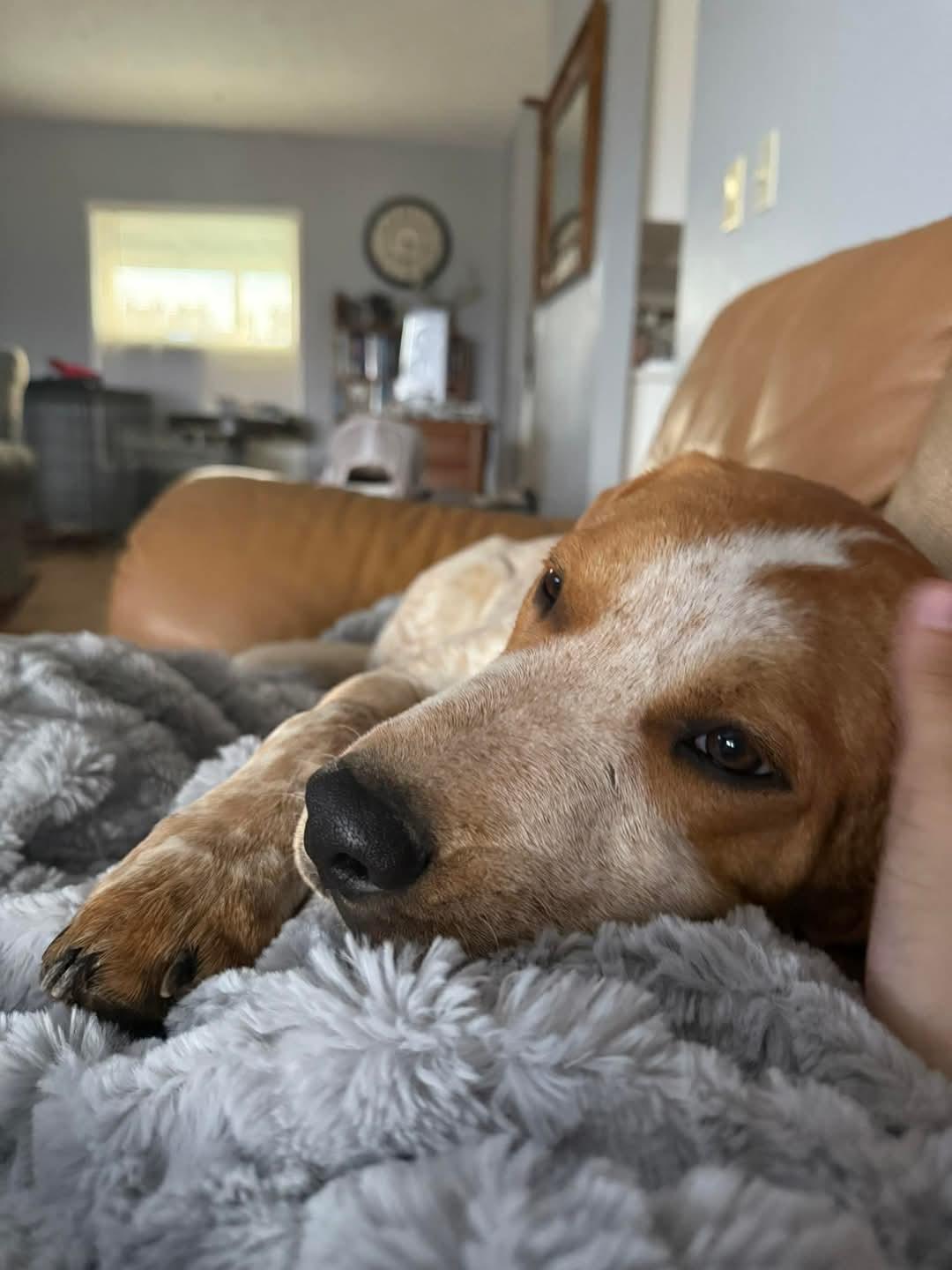 Dog for adoption - Buckbeak, a Bluetick Coonhound & Boxer Mix in ...