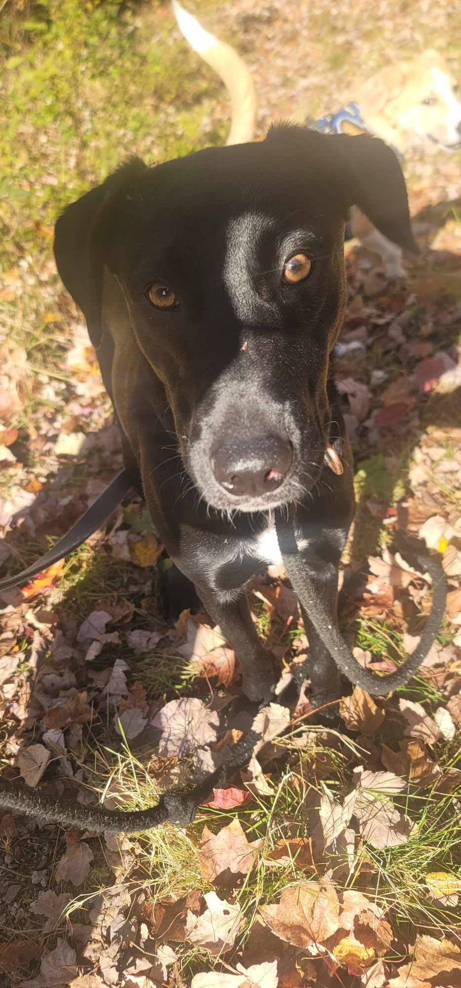 Dog for adoption - Murphy, a Black Labrador Retriever Mix in ...