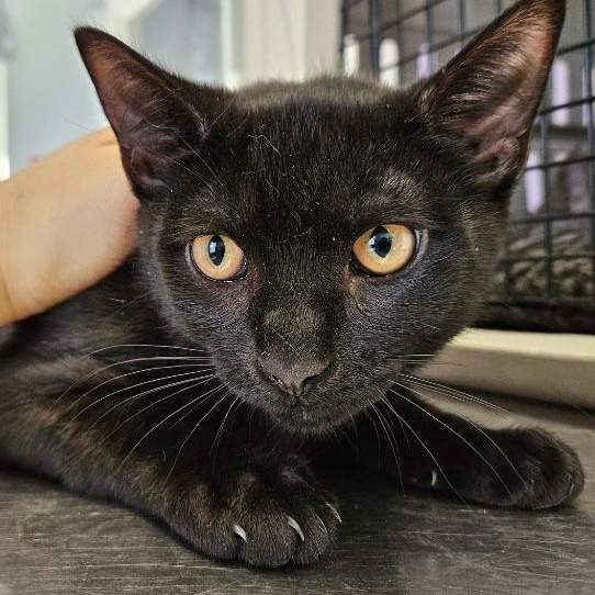 Available Cats for Adoption | Scruffy Paws Animal Rescue RI