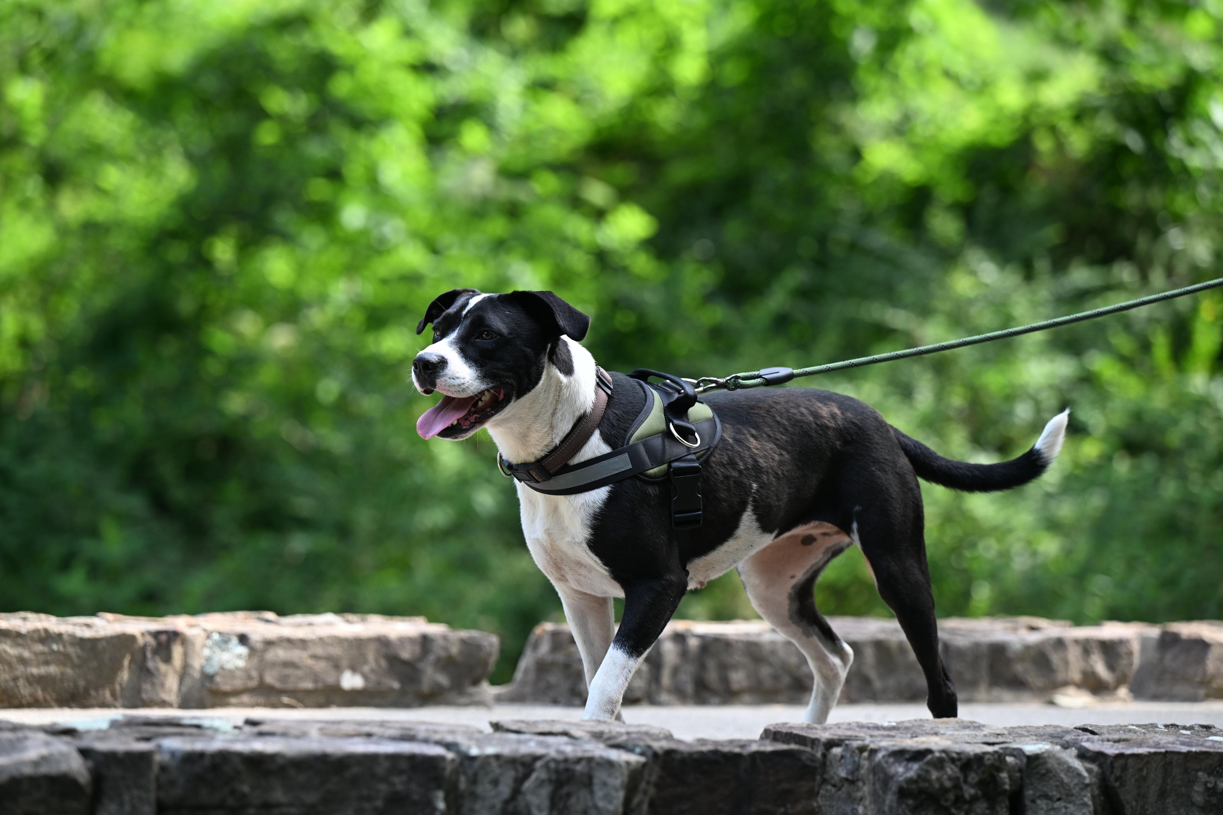 Dog for adoption - Miss Charlie, an American Staffordshire Terrier & Hound Mix in Johnston, RI ...