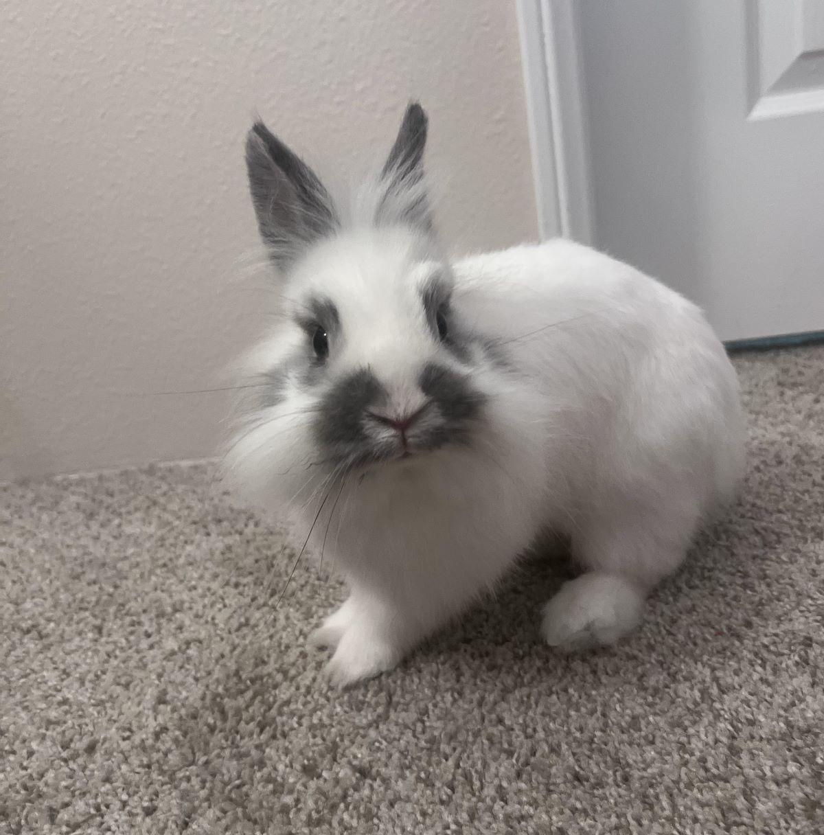 Rabbit for adoption - Barney, a Lionhead in Los Angeles, CA | Petfinder