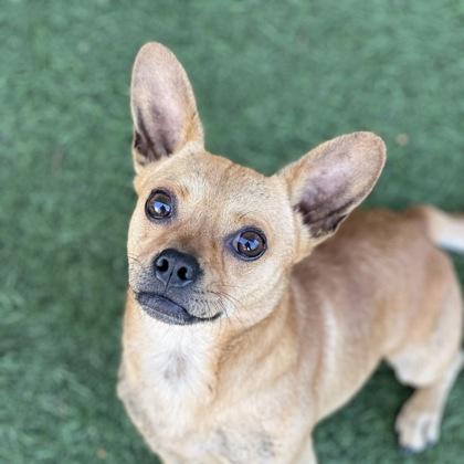 Dog for adoption - Wee Lad, a Chihuahua & French Bulldog Mix in ...