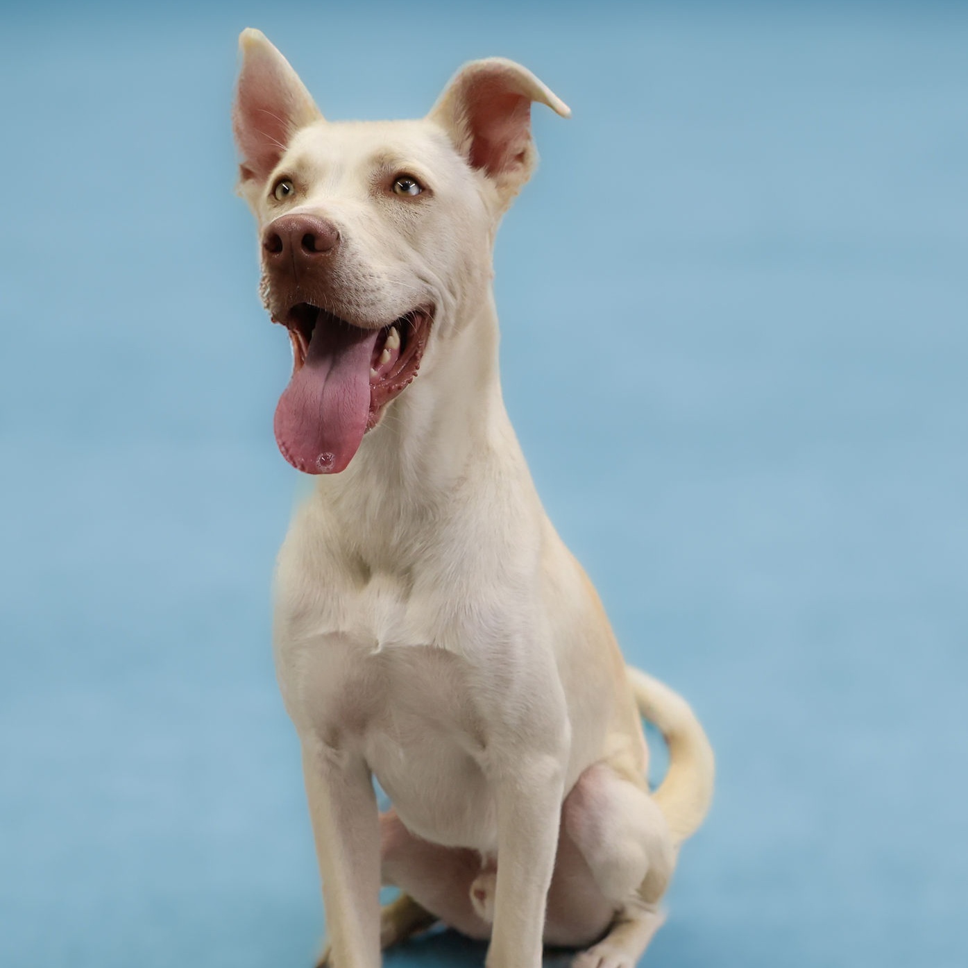 Dog for adoption - Bluey, a Labrador Retriever Mix in Bellevue, WA ...