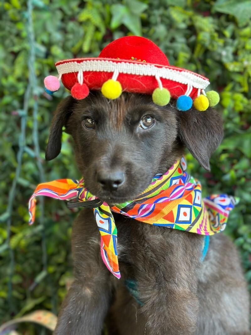 Dog for adoption - Rex, a Flat-Coated Retriever Mix in Pasadena, CA ...