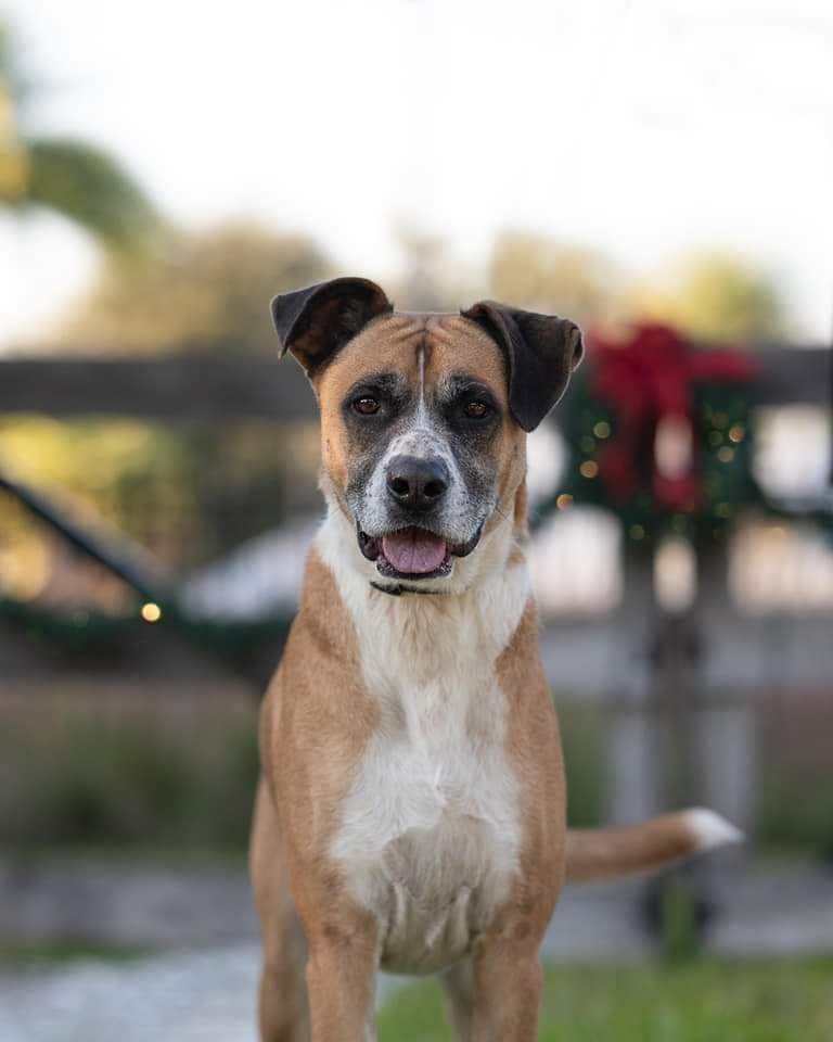 Dog for adoption - Baxter, a Boxer Mix in St. Augustine, FL | Petfinder