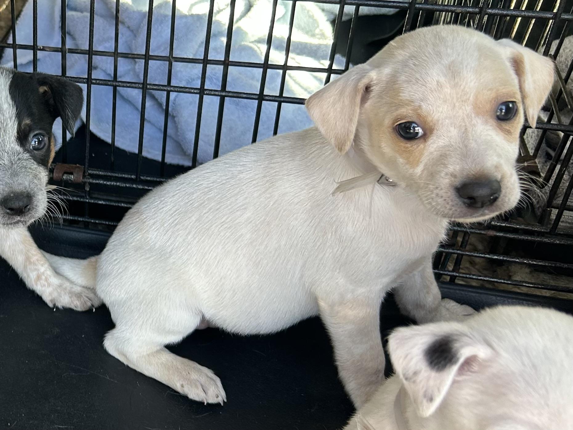 Dog for adoption - Canberra, an Australian Cattle Dog / Blue Heeler ...
