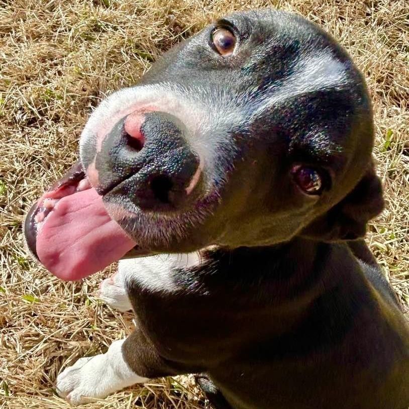 Dog for adoption - Maverick, a Black Labrador Retriever Mix in Chippewa Falls, WI | Petfinder