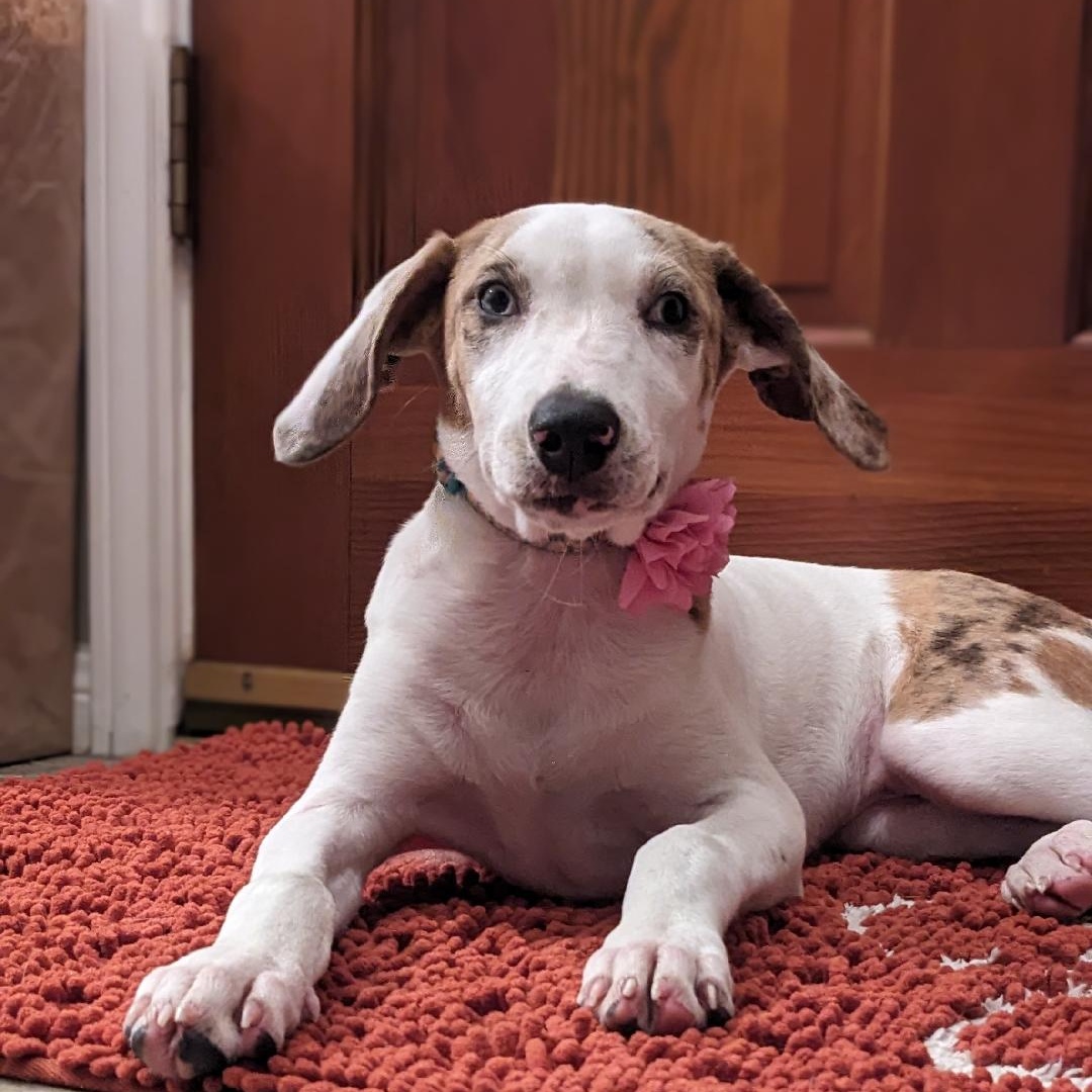 Dog for adoption - Caparina BR13325-T, a Catahoula Leopard Dog ...