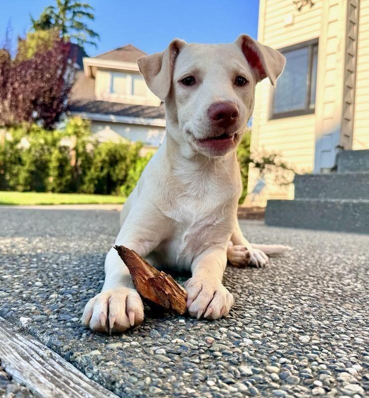 Dog for adoption - Teddy Summer, a Labrador Retriever & Catahoula Leopard Dog Mix in Delta, BC ...