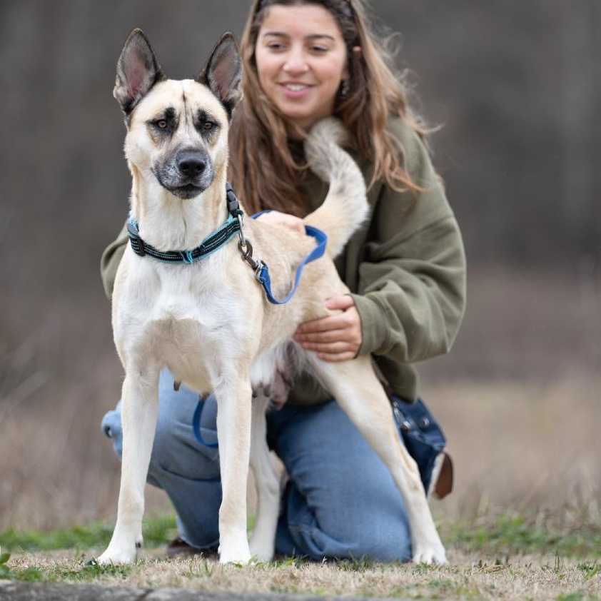 Dog for adoption - Reece, a German Shepherd Dog & Husky Mix in ...