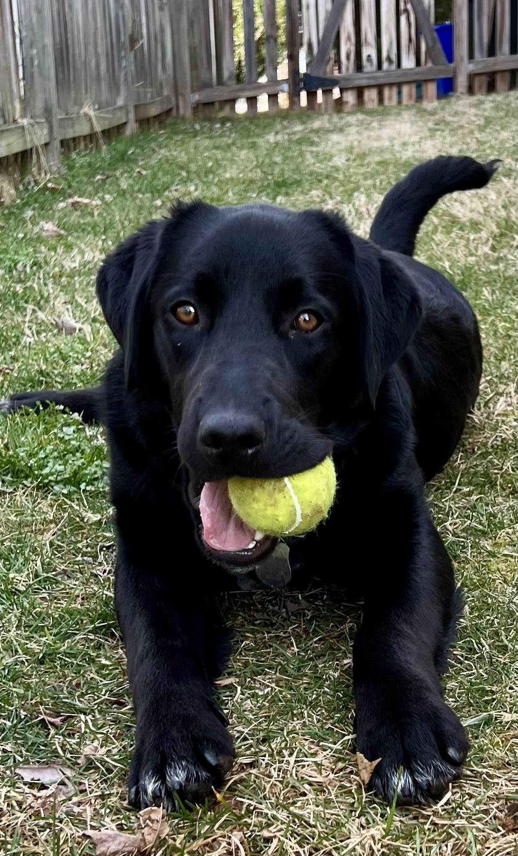 Dog for adoption - Cabot Lee, a Labrador Retriever & Black Labrador ...