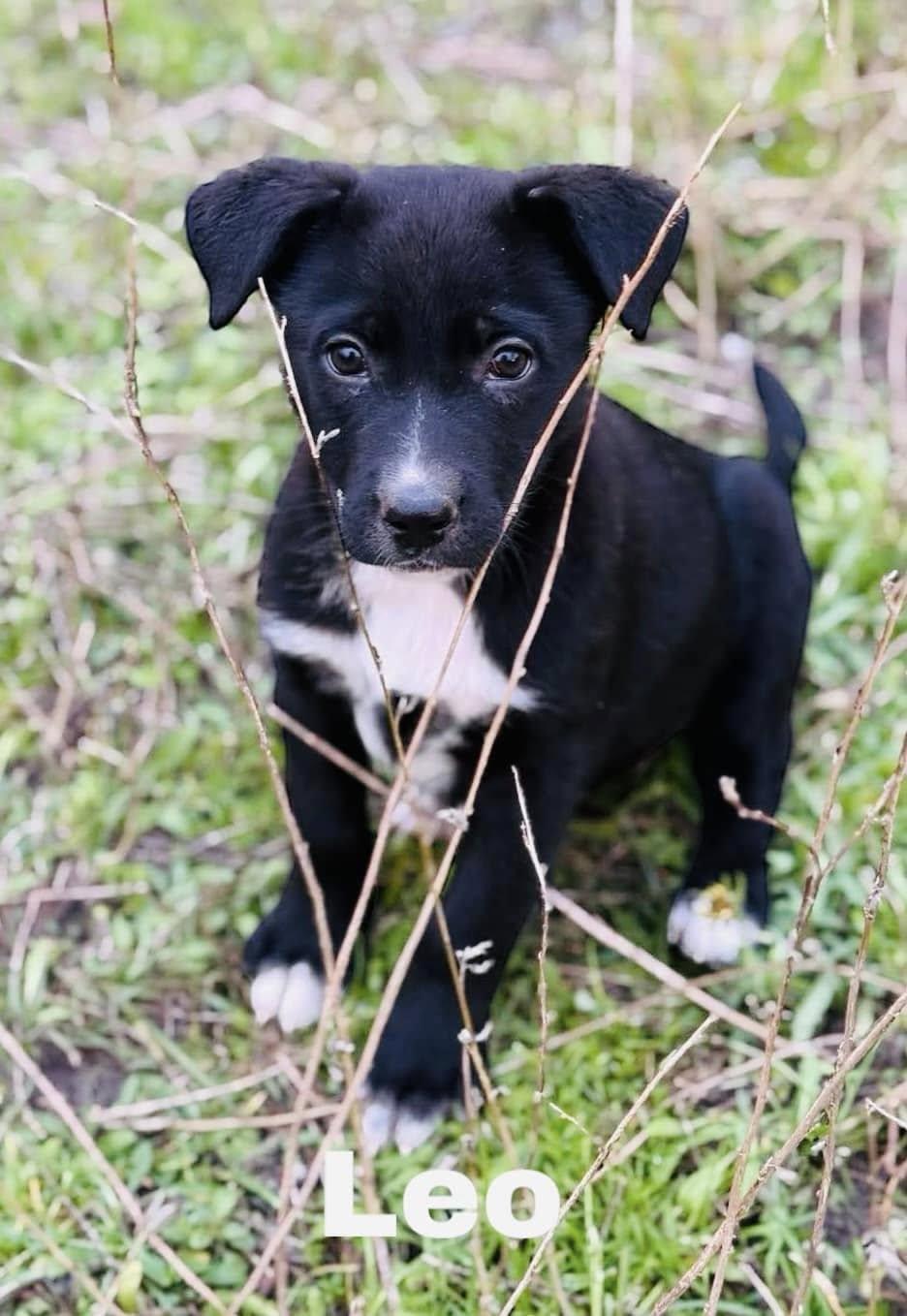 Dog for adoption - black lab mix puppies, a Black Labrador Retriever ...